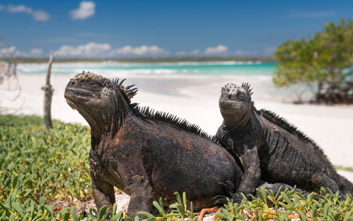 Galapagos Southern Loop 8D/7N Cruise - Visit Ecuador 360